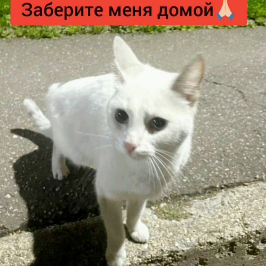 Белый брошенный котенок