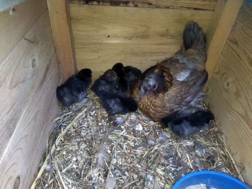 Квочка с цыплятами