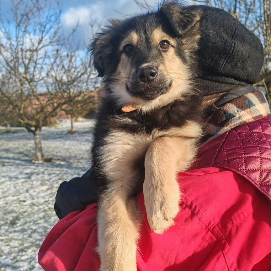 Щенок в добрые руки