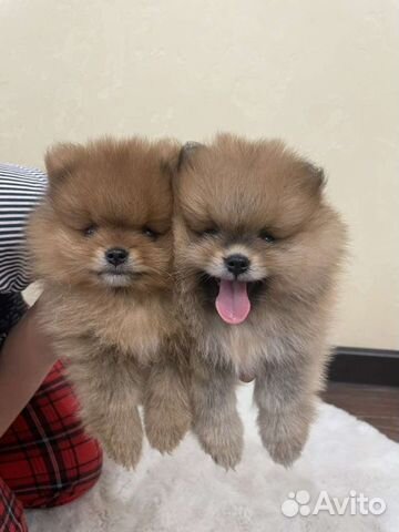 Щенки померанского шпица