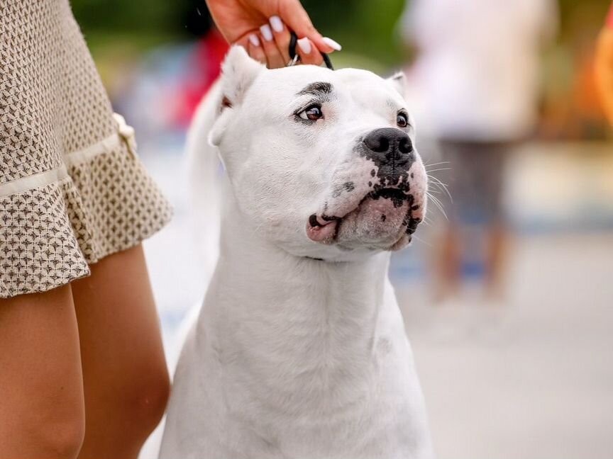 Аргентинский дог открыт для вязок