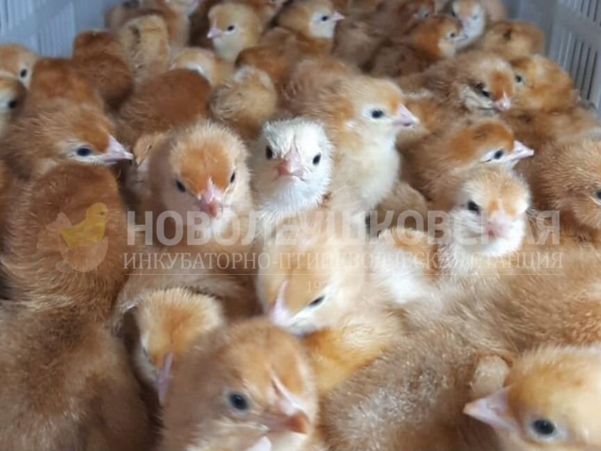 Суточные цыплята цветного бройлера