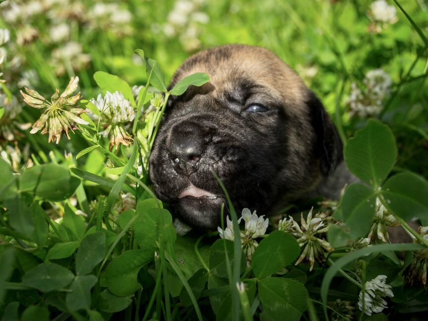 Канарский дог щенки