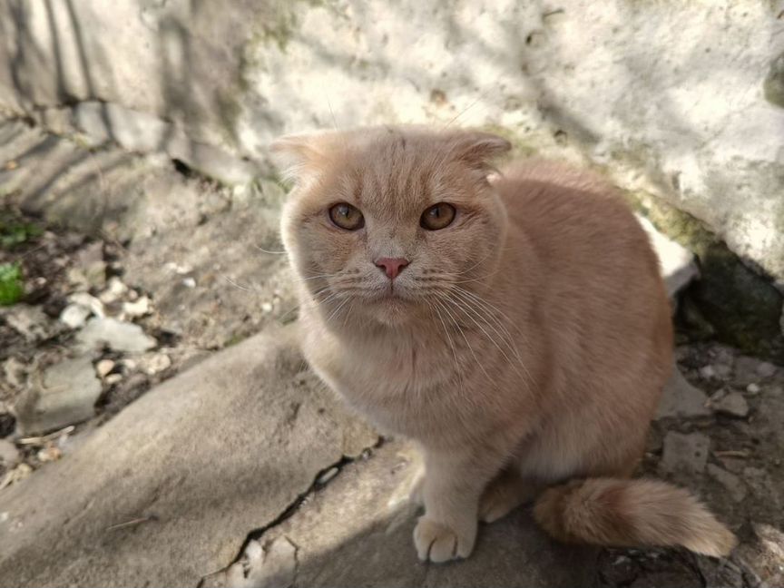 Шотландская вислоухая котик бесплатно