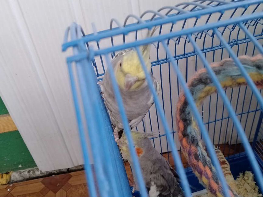 Попугай корелла