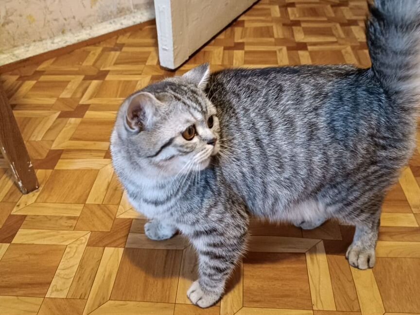 Кошки