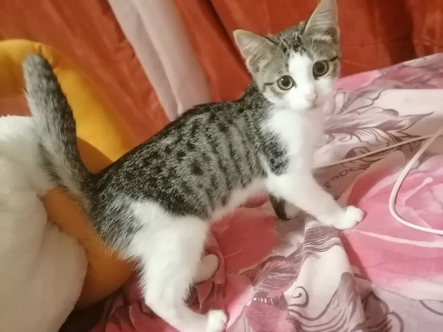 Отдам котенка в добрые руки