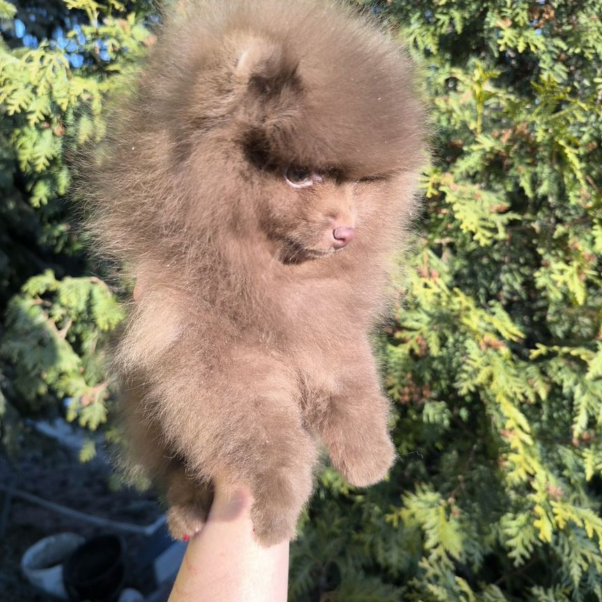 Померанский шпиц