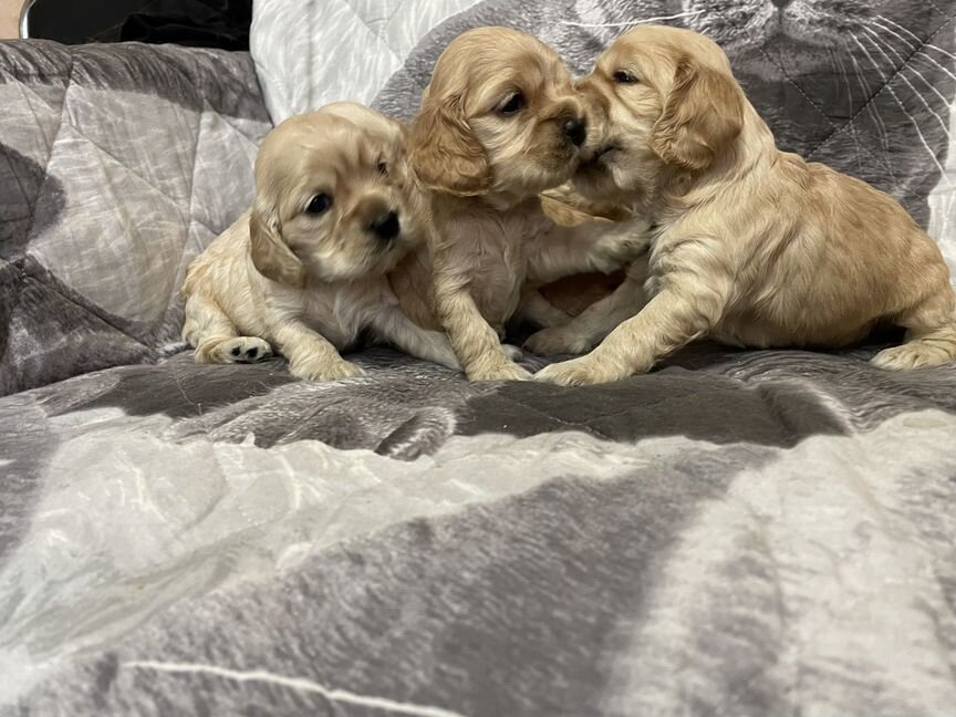 Кокер спаниель