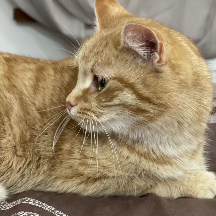 Молодая кошка