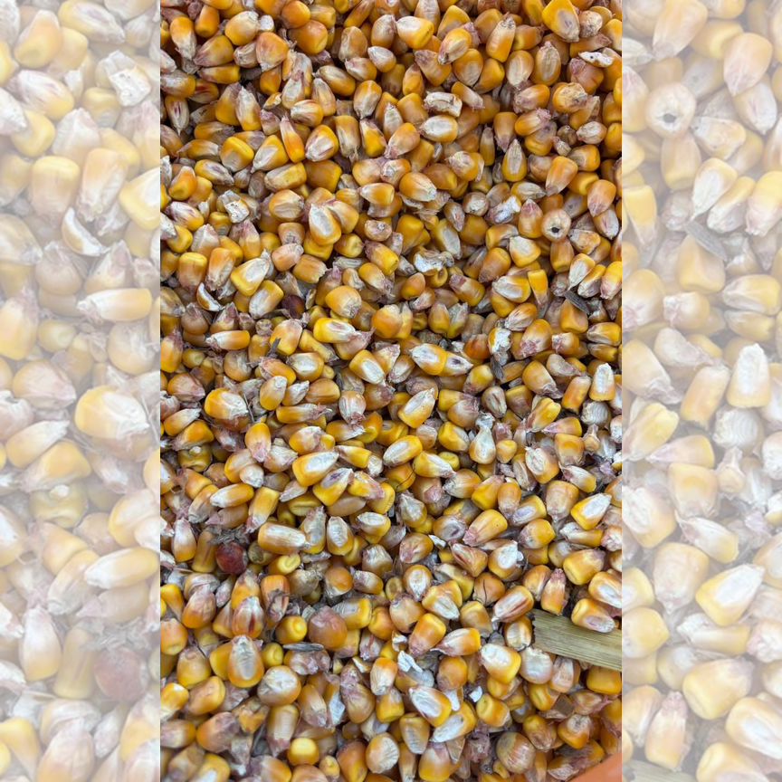 Кукуруза зерно