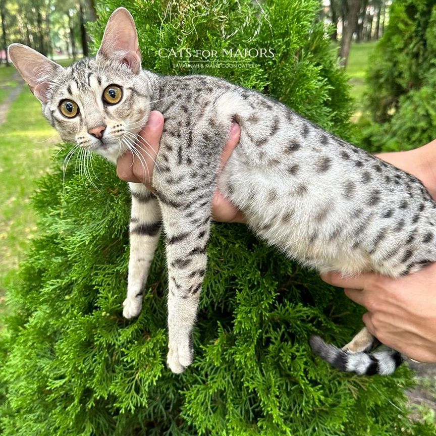 Саванна ф6