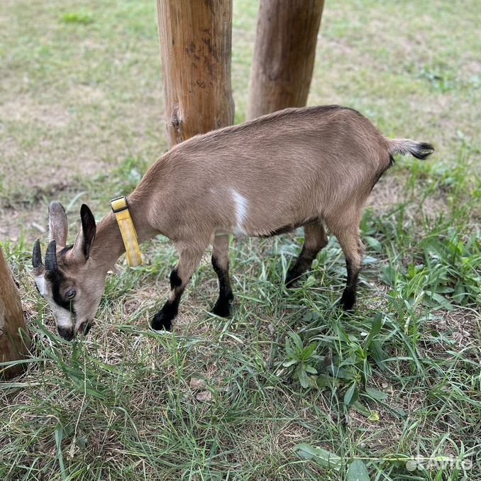 Коза альпийская ч/п
