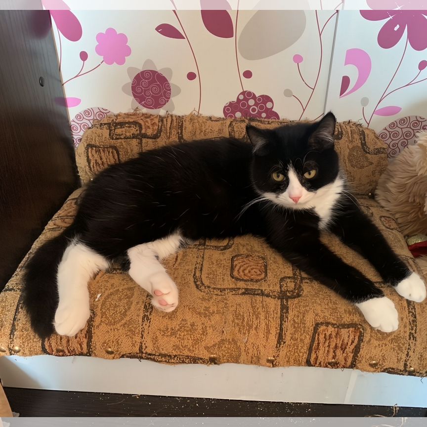 Взрослый кот в добрые руки