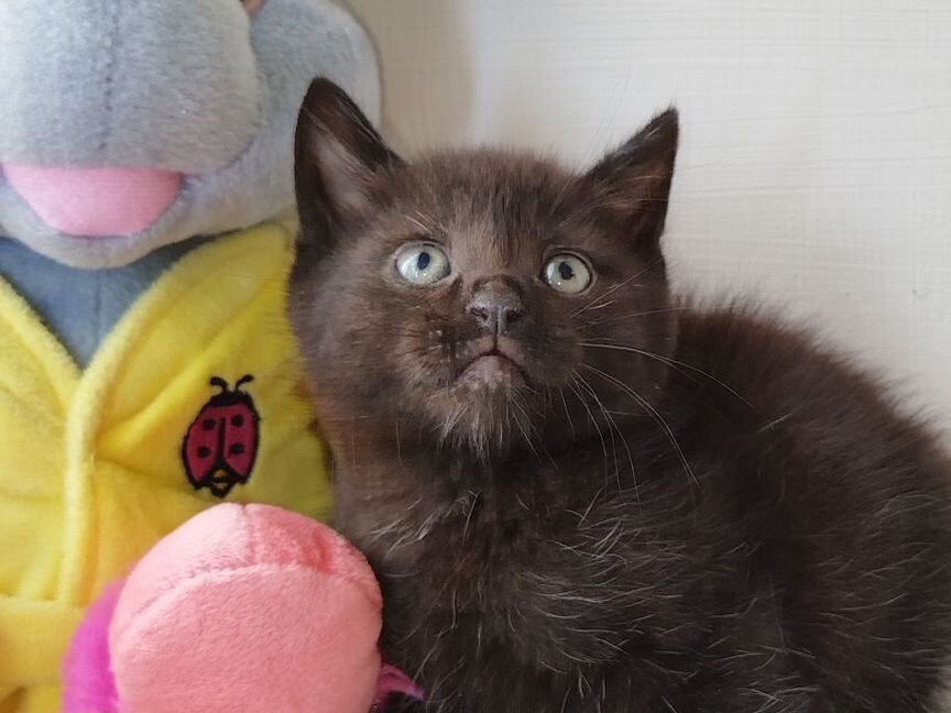 Котята медвежата