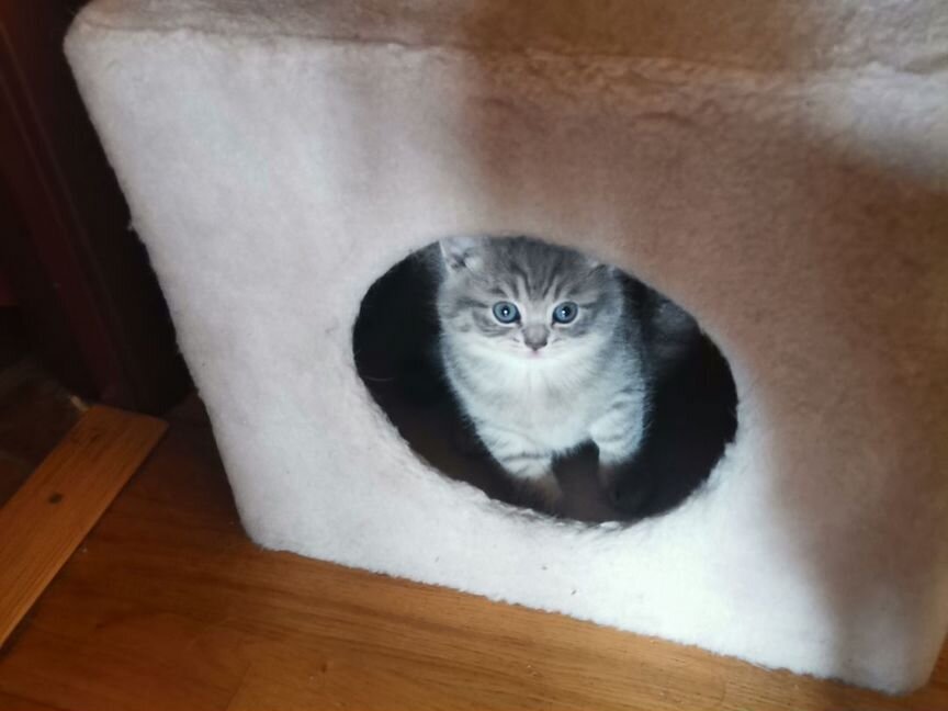 Шотландские котята