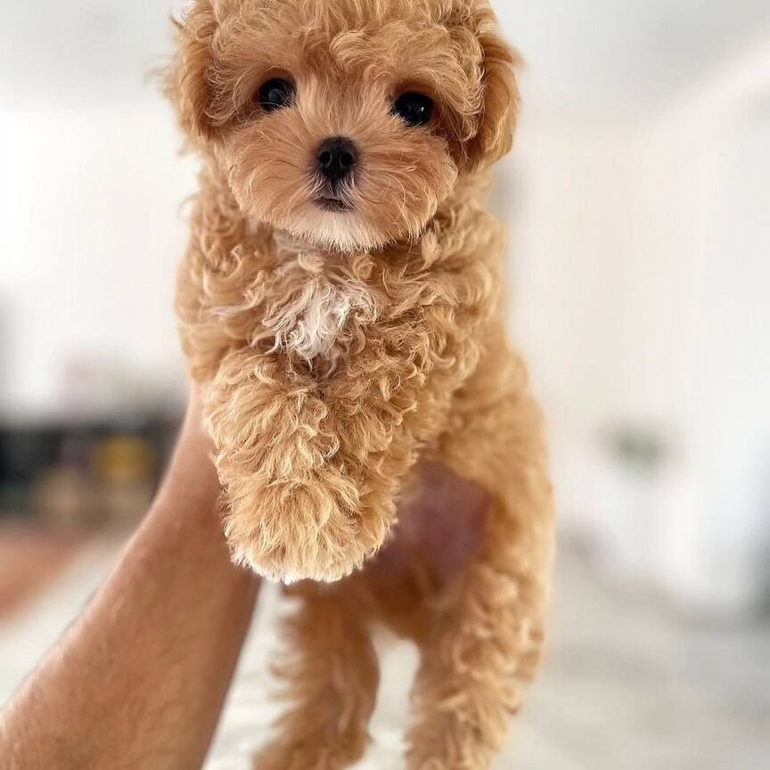 Мальтипу, щенок