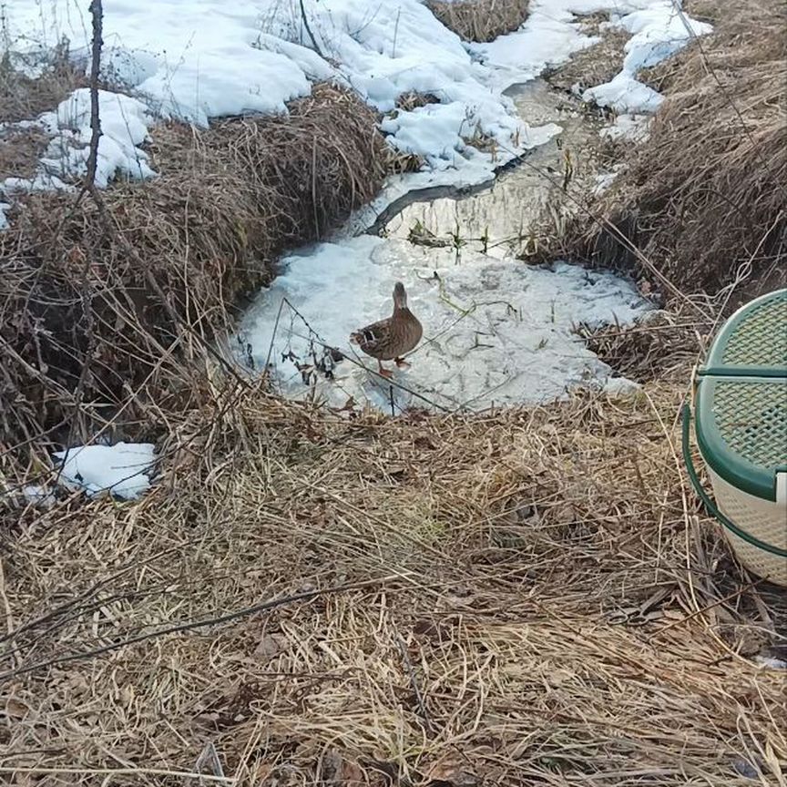 Подсадные утки