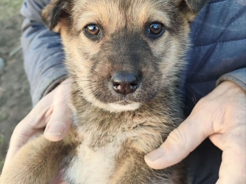 Щенок от мамы овчарки и папы мощного пса