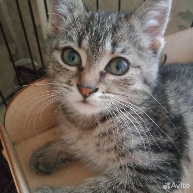 Полосатенький котенок, 3 мес