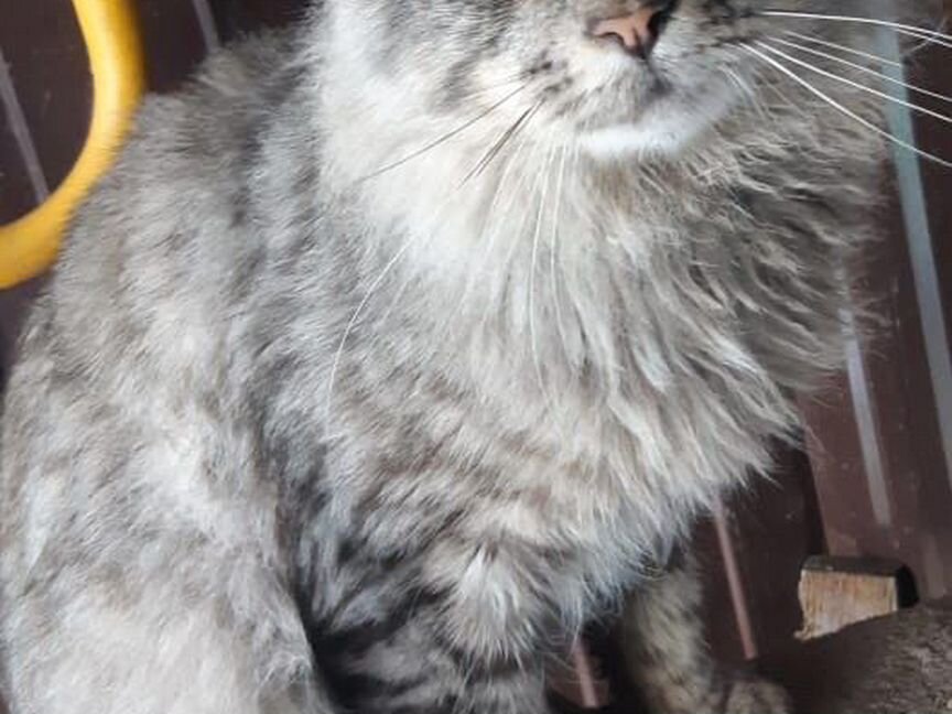Кот