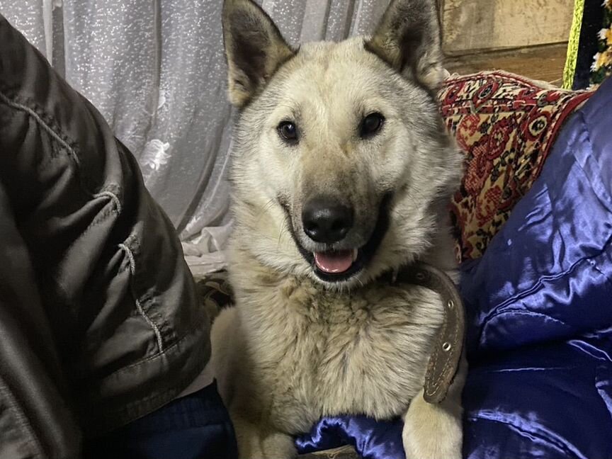 Собака западно сибирская лайка