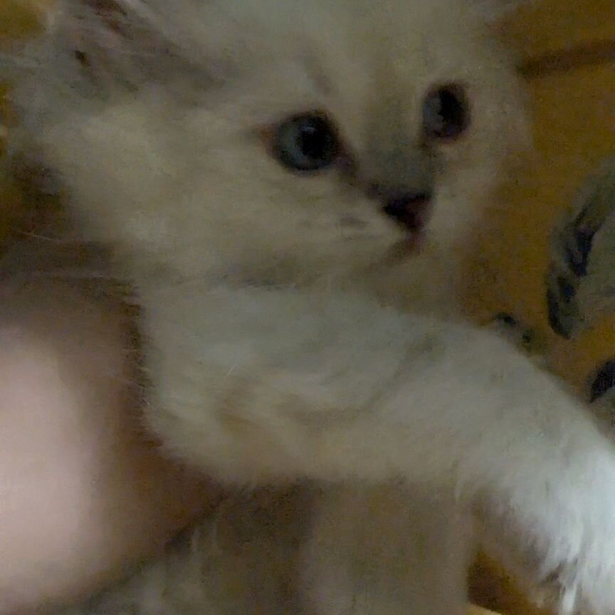 Котики рэгдолл о