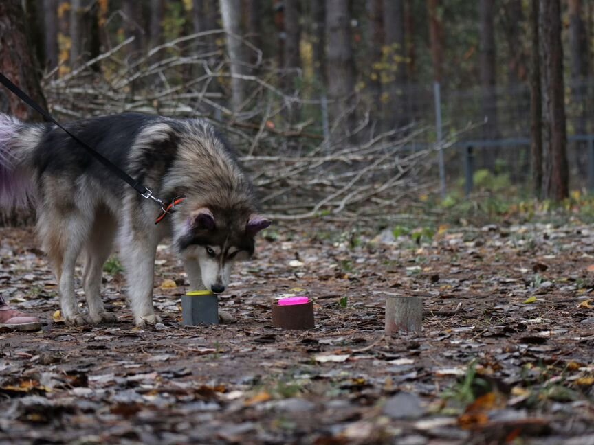 Собака для фотосессии