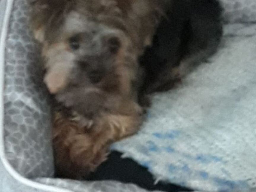 Йоркширский терьер