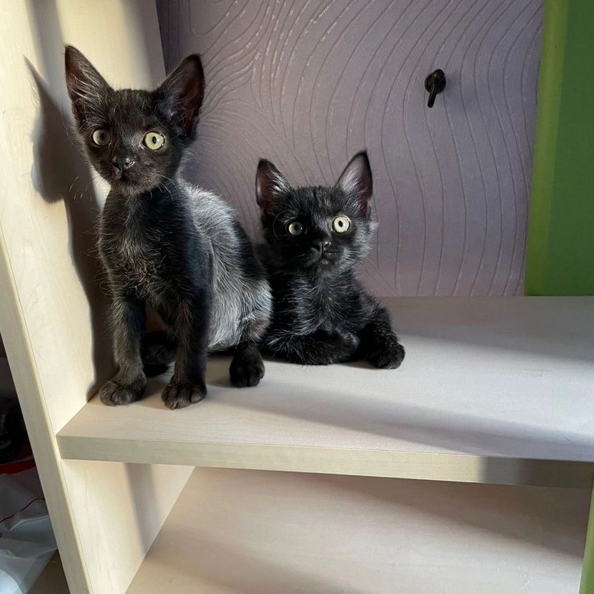 Отдаем в хорошие руки котенка )