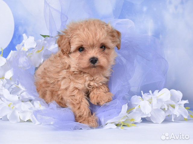 Щенок Мальтипу 2.5 мес