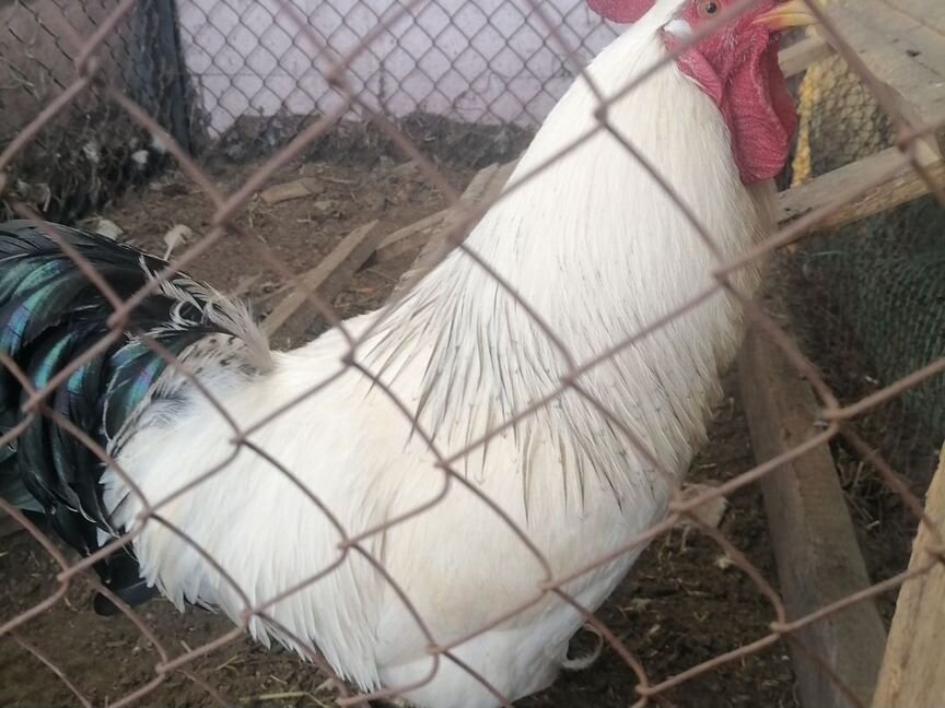 Продам петуха