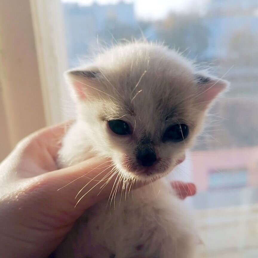 Милый котенок в добрые руки