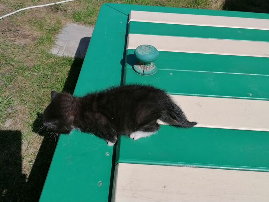 Котенок 2 месяца мальчик