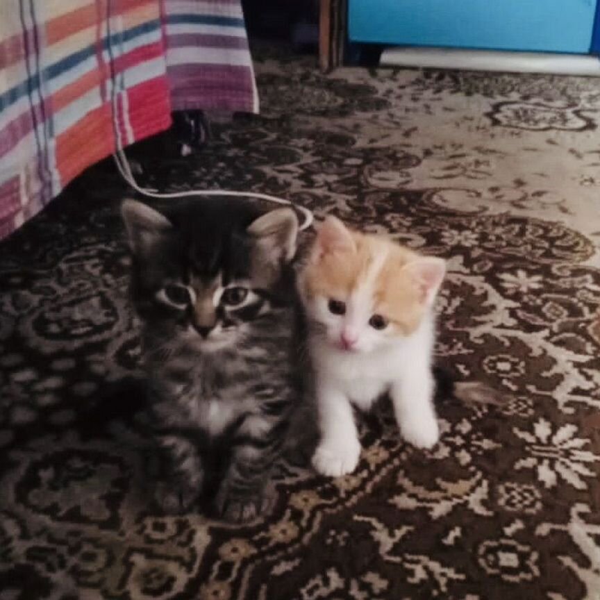 Котята