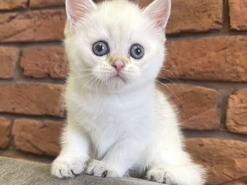Плюшевая Сладкая кошечка Скоттиш страйт 2 мес