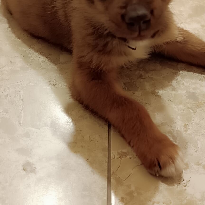 Отдам в добрые руки