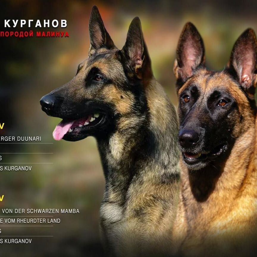 Бельгийская овчарка, щенок