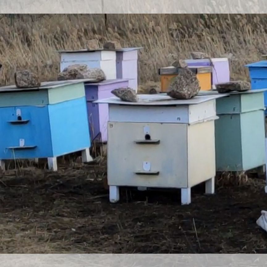 Ульи дадан 12 рамочные -