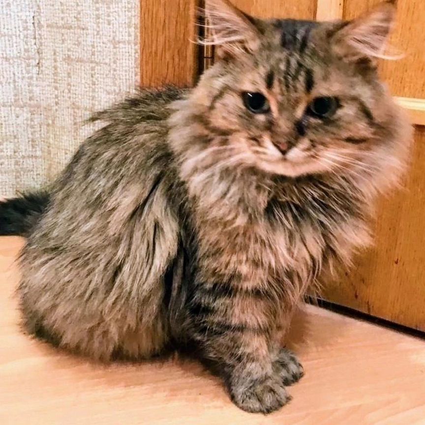 Молодой котик Кузенька