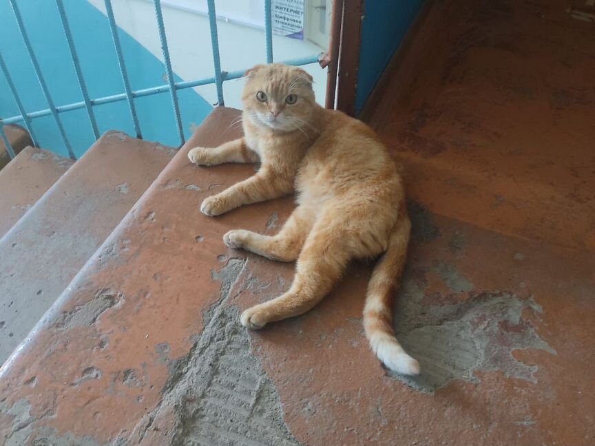 Котик вислоухий рыжий