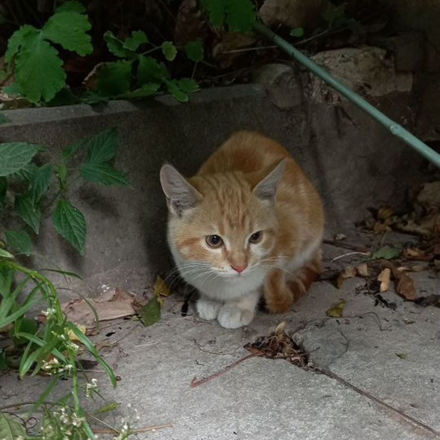 Котёнок 3-4 мес. ищет новый дом