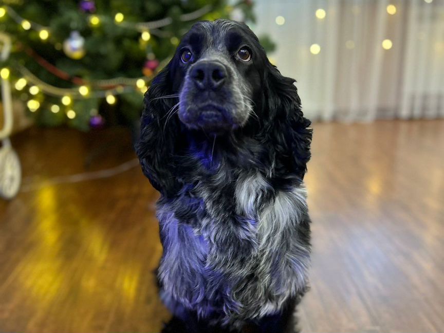 Ищем невесту русскому породистому спаниелю