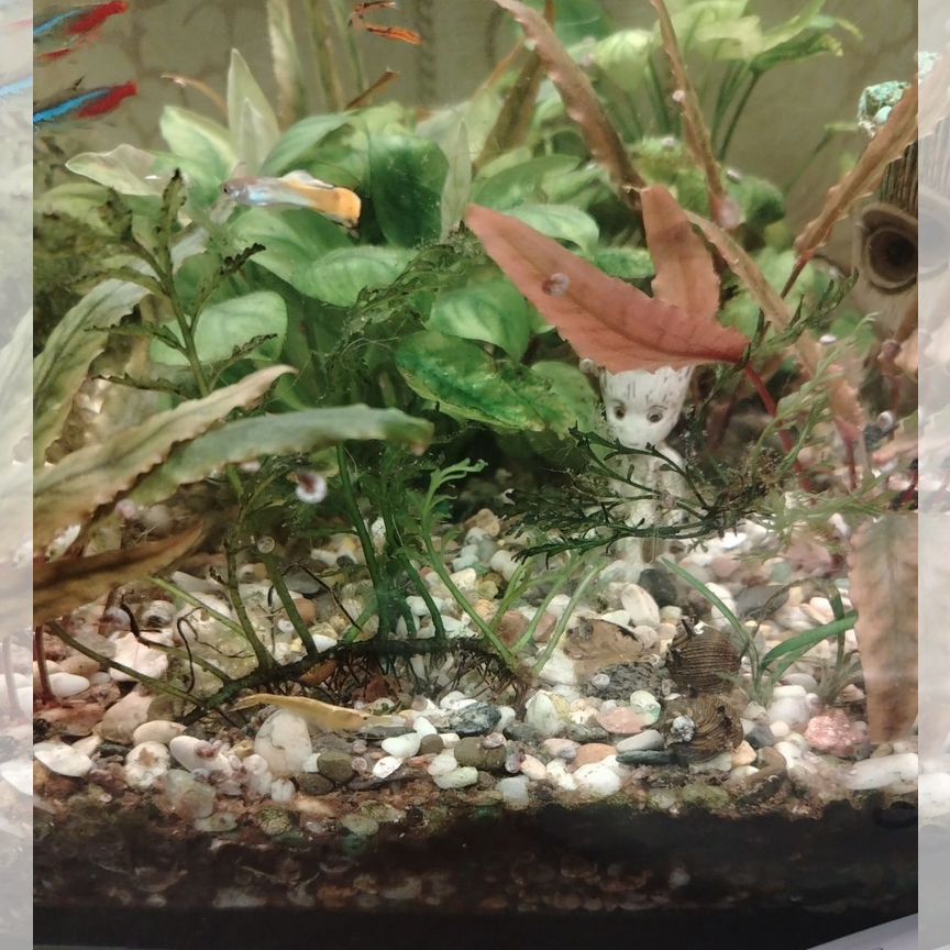 Растения для аквариума