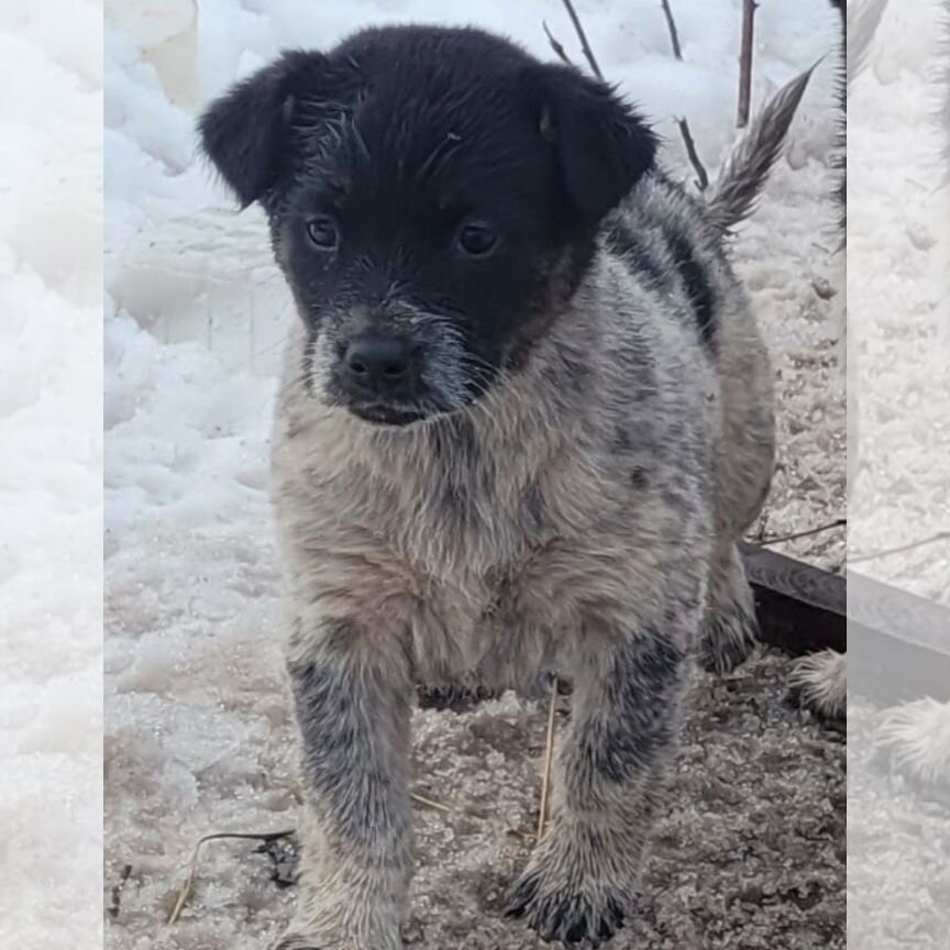 Щенок в добрые руки