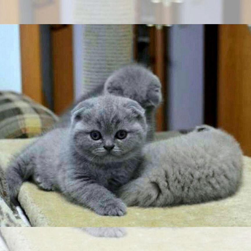 Шотландские вислоухие котята