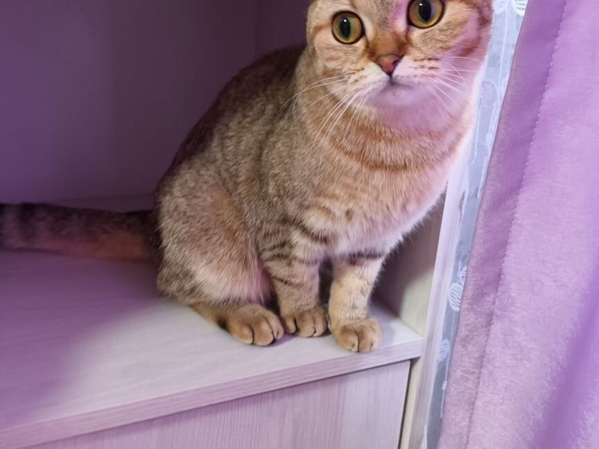 Ищем кота для вязки