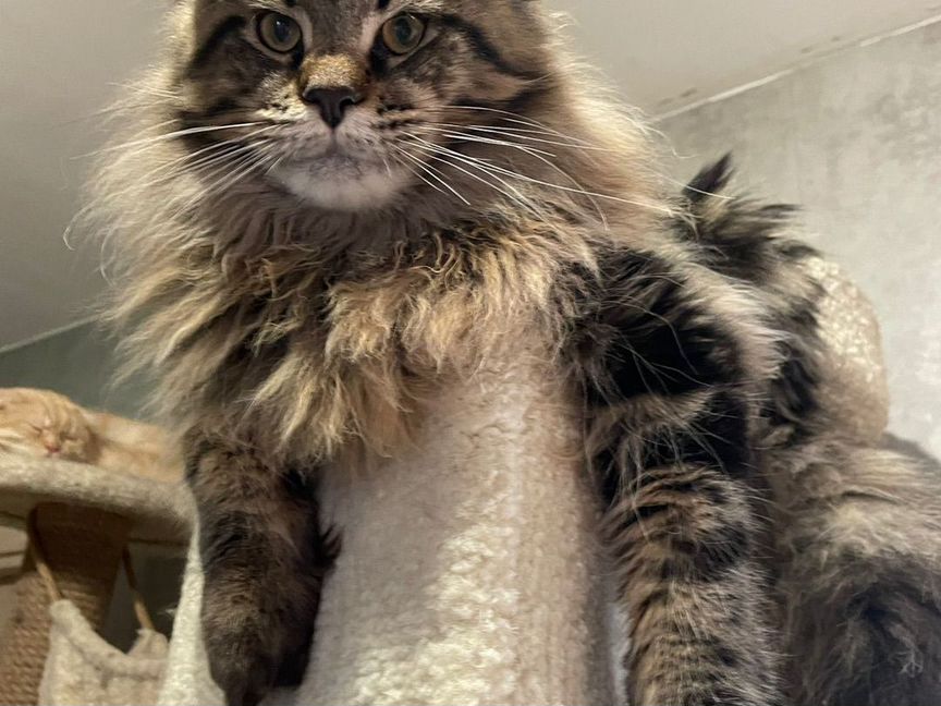 Котята мейн-кун