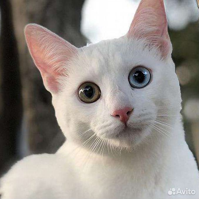 Кошка блогер