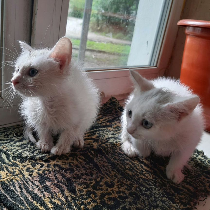 Котята- мальчик и девочка в добрые руки